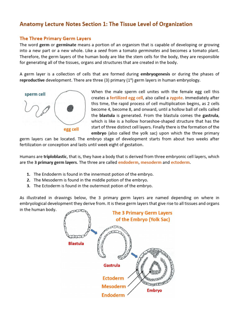 #2 Tissue Anat Lect Notes | PDF | Epithelium | Connective Tissue