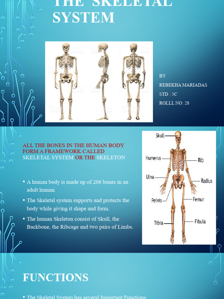 Understanding the Skeletal System | PDF | Skeleton | Joint