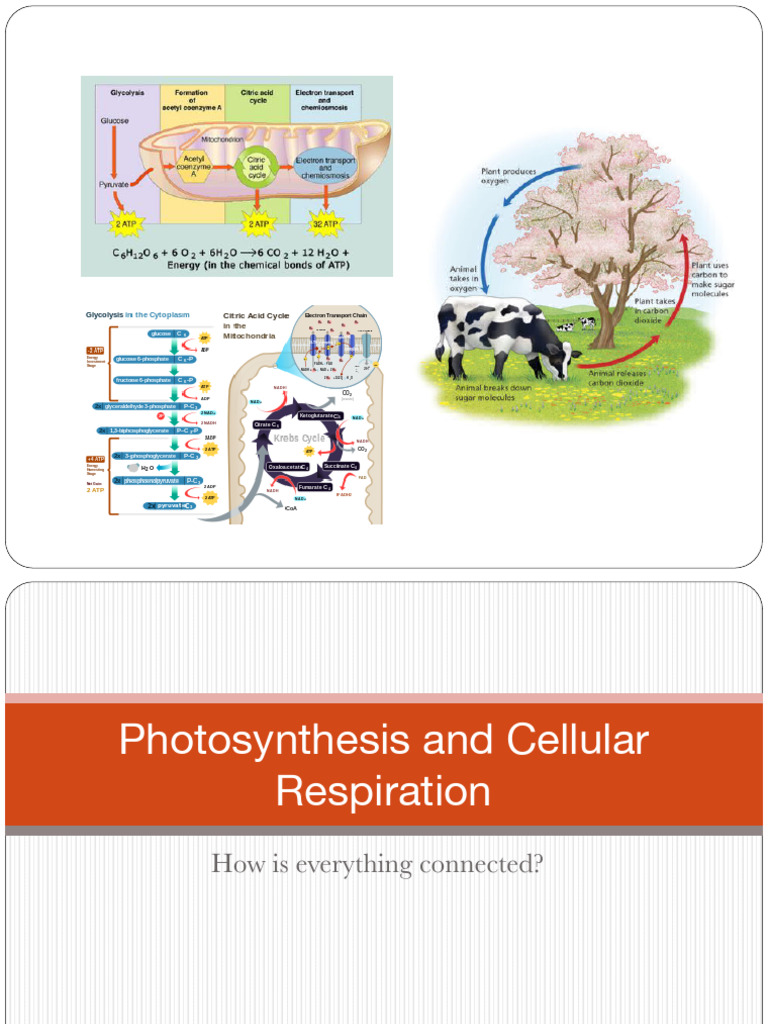 Cellular Respiration | PDF | Glycolysis | Cellular Respiration