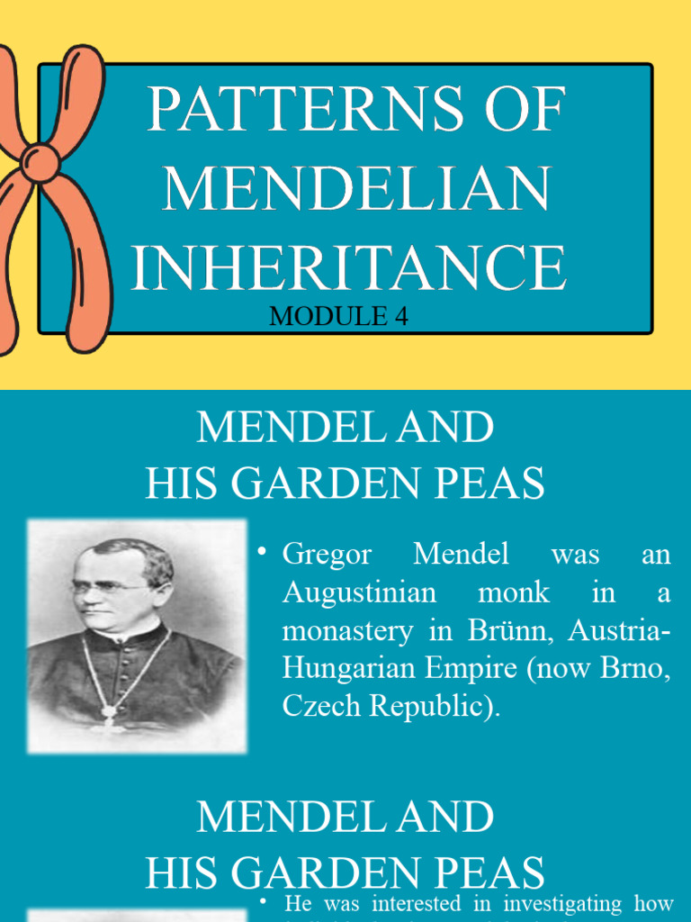 m4 - Patterns of Mendelian Inheritance | PDF | Dominance (Genetics ...