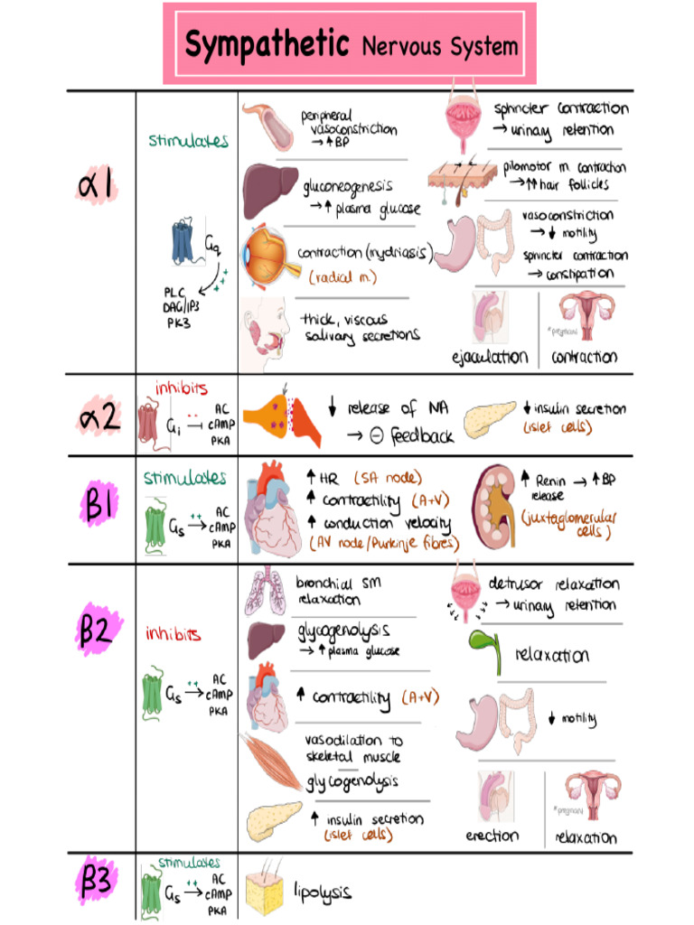 Sympathetic Pharmacology | PDF | Drugs | Drugs Acting On The Nervous System