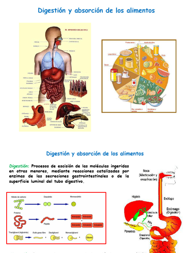 t4 Digestión y Absorción de Los Alimentos | PDF | Digestión | Polisacárido