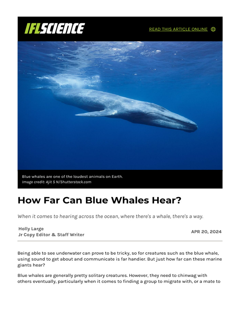 Blue Whale Hearing Distance Explained | PDF | Whales | Larynx