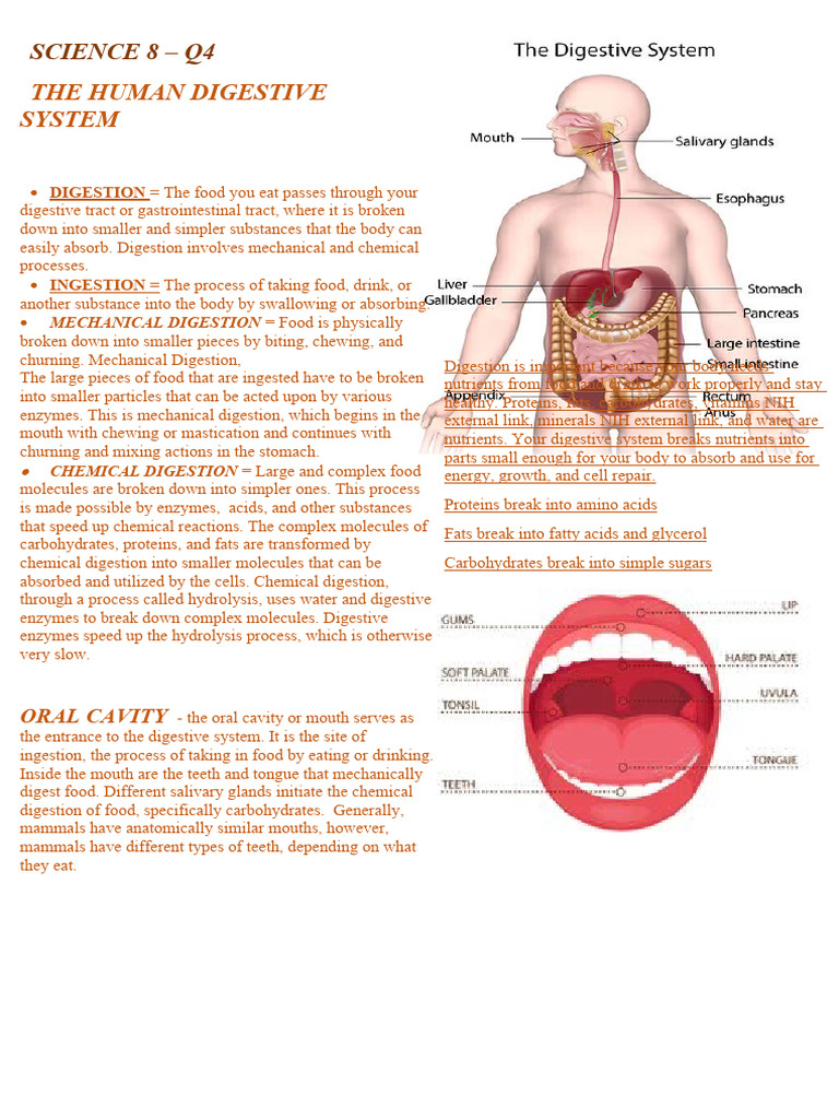 Science 8: Digestive System Basics | PDF | Stomach | Digestion