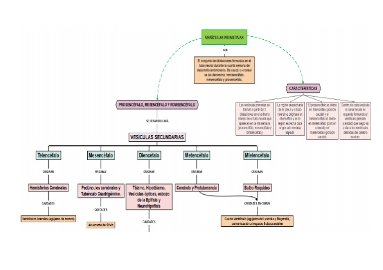 Celulas Primitivas | PDF