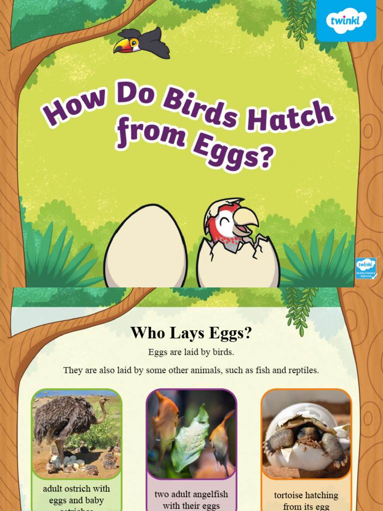 T SC 1679493158 How Do Birds Hatch From Eggs Powerpoint - Ver - 2 | PDF | Egg | Zoology