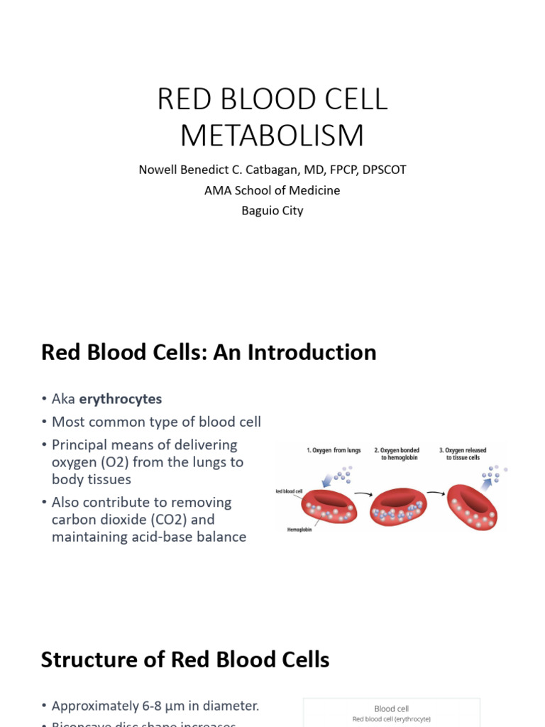 Red Blood Cell Metabolism Biochemistry | PDF | Glycolysis | Red Blood Cell