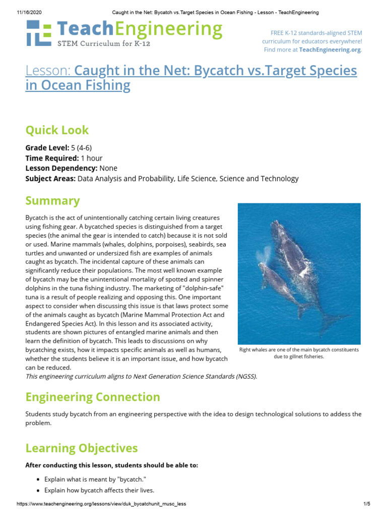 Bycatch in Ocean Fishing: K-12 Lesson | PDF | Marine Biology | Fishing ...