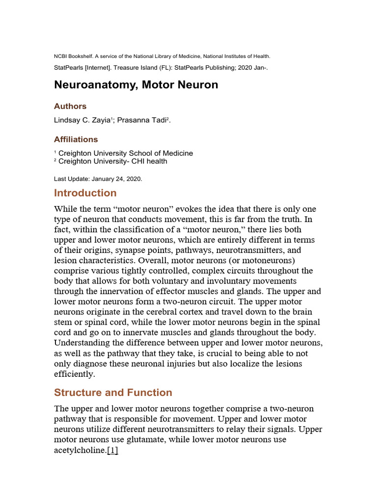 Understanding Motor Neurons: Types & Functions | PDF | Motor Neuron ...