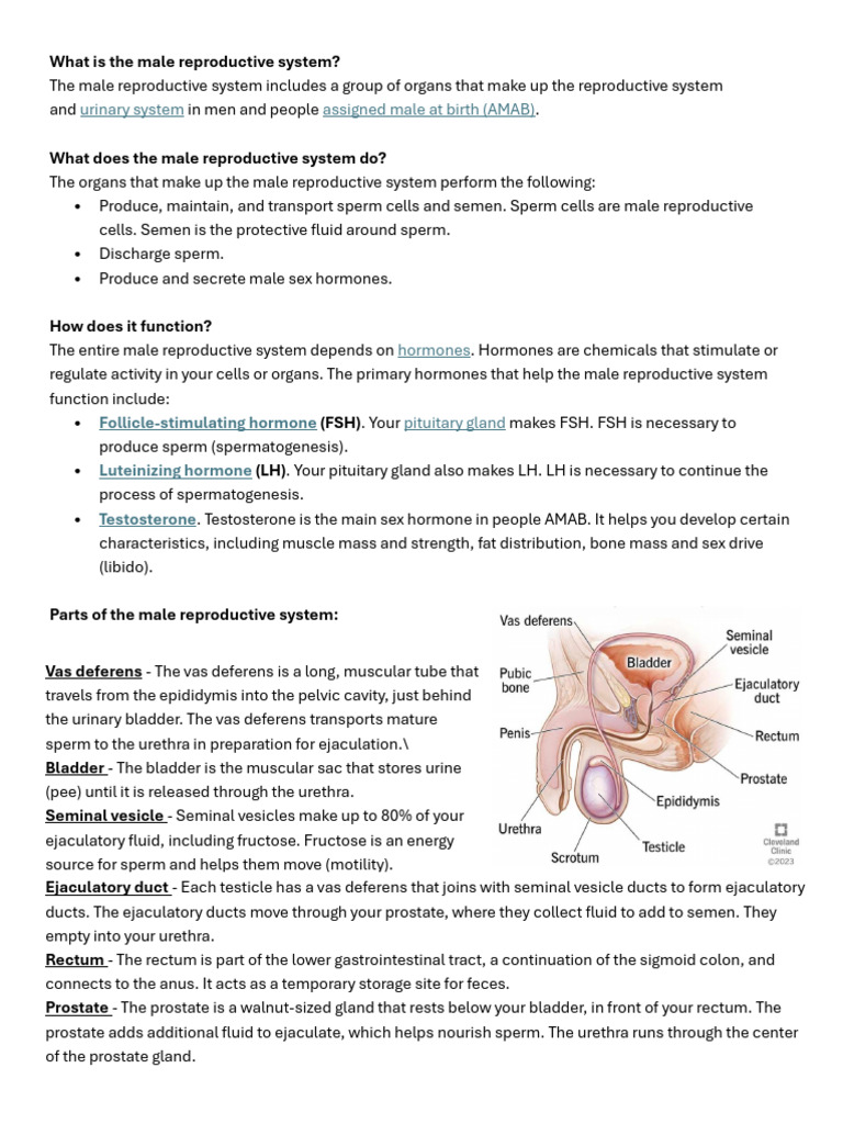Male Reproductive System | PDF | Human Body | Reproductive System