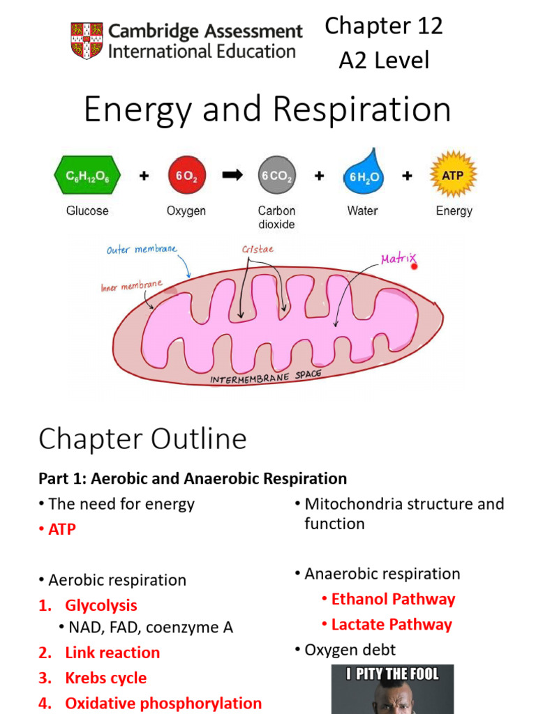 Aerobic and Anaerobic Respiration Overview | PDF | Cellular Respiration ...