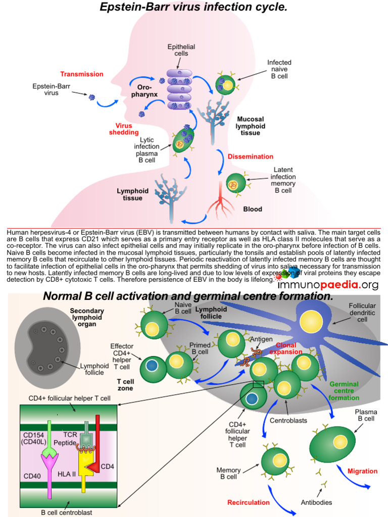 Epstein-Barr Virus Infection Cycle. - Immunopaedia | PDF | Cytotoxic T ...