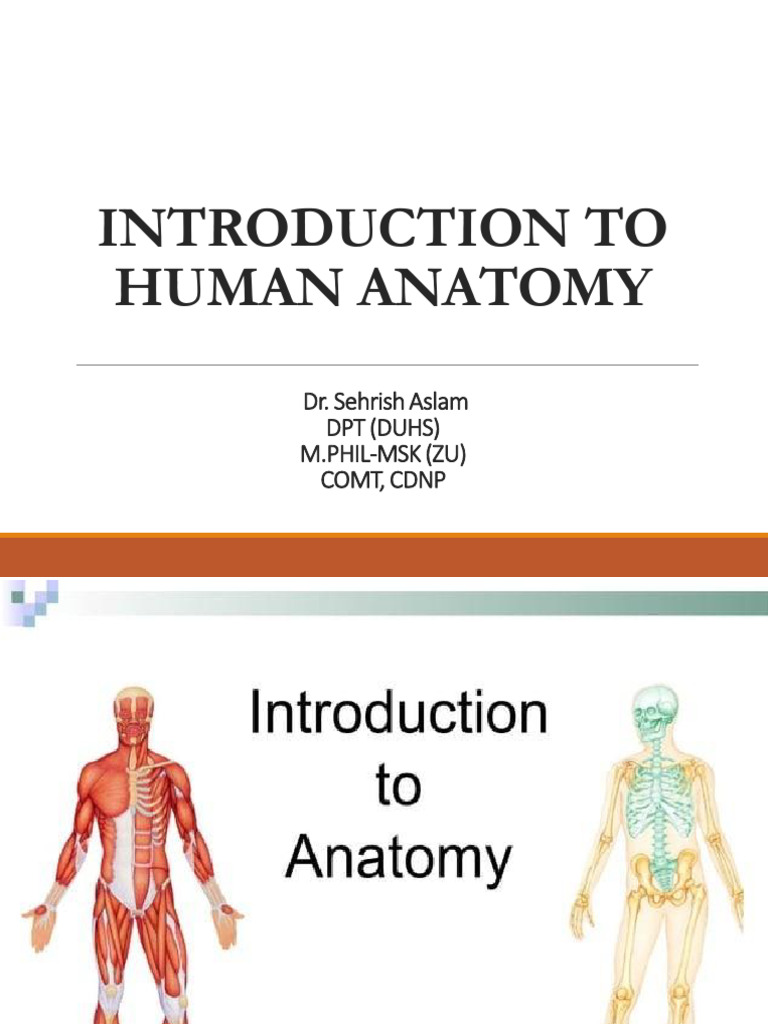Intro To Anatomy | PDF | Anatomical Terms Of Location | Human Leg