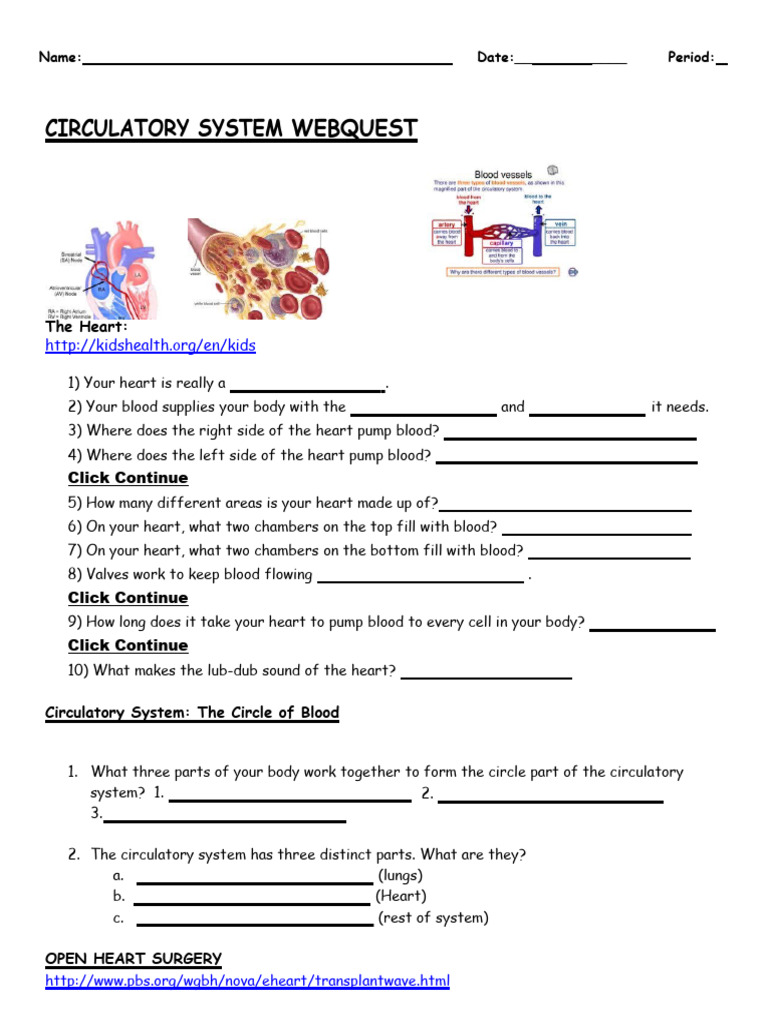 Circulatory System Webquest | PDF | Blood | Blood Cell