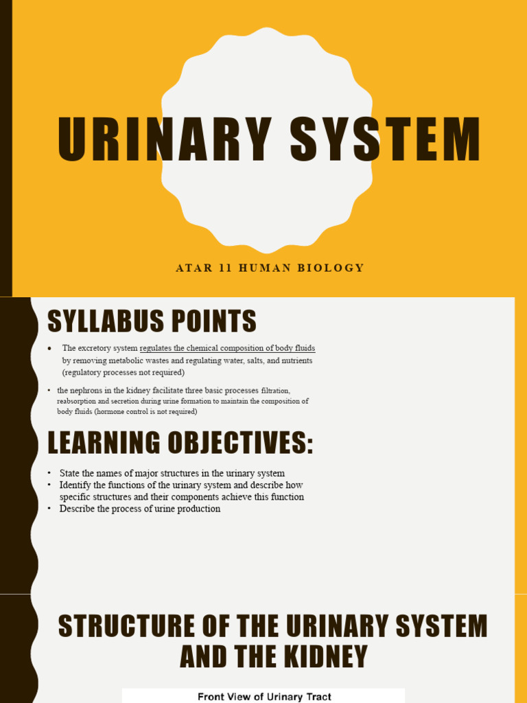 Urinary System (1) | PDF | Kidney | Urinary System
