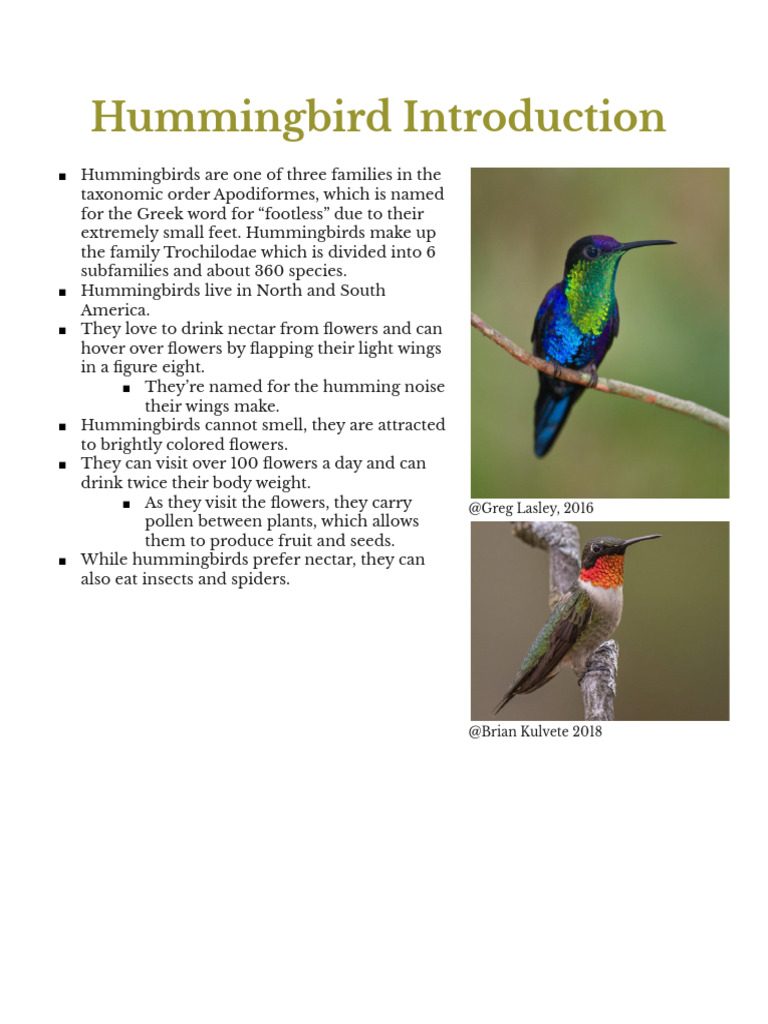 Hummingbird-Project-by-Kristen-Chun | PDF | Flowers | Zoology