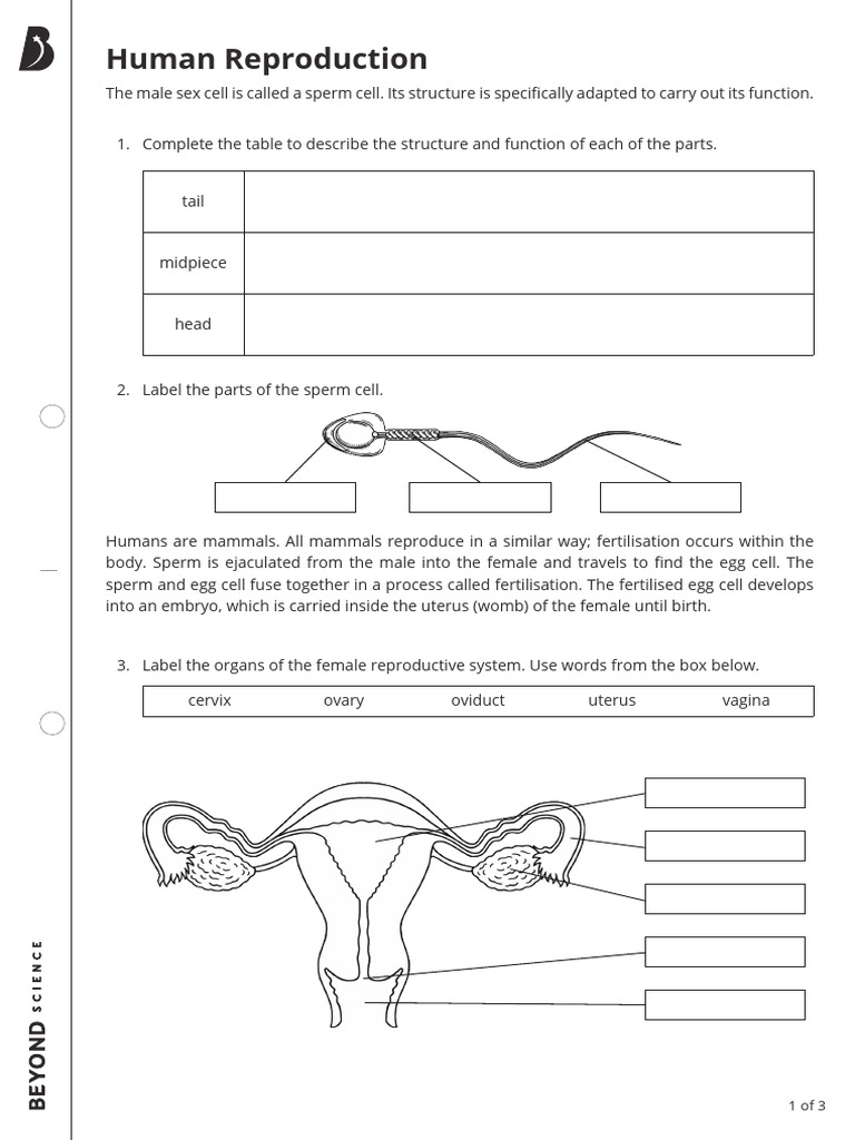 Human Reproduction Homework Worksheet HA | PDF | Menstrual Cycle ...