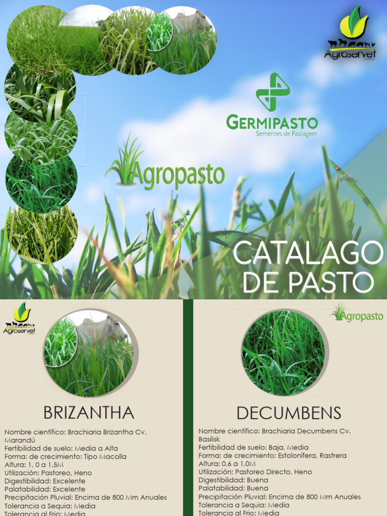 Catálago de Pastos | PDF | Pasto | Agricultura