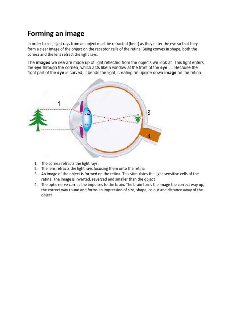 How the Eye Forms Images | PDF | Science & Mathematics