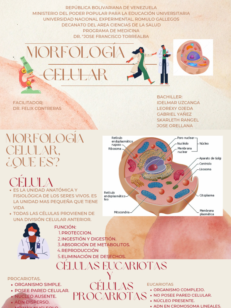 Diapositivas de Morfología Celular | PDF | Citoplasma | Biología Celular)