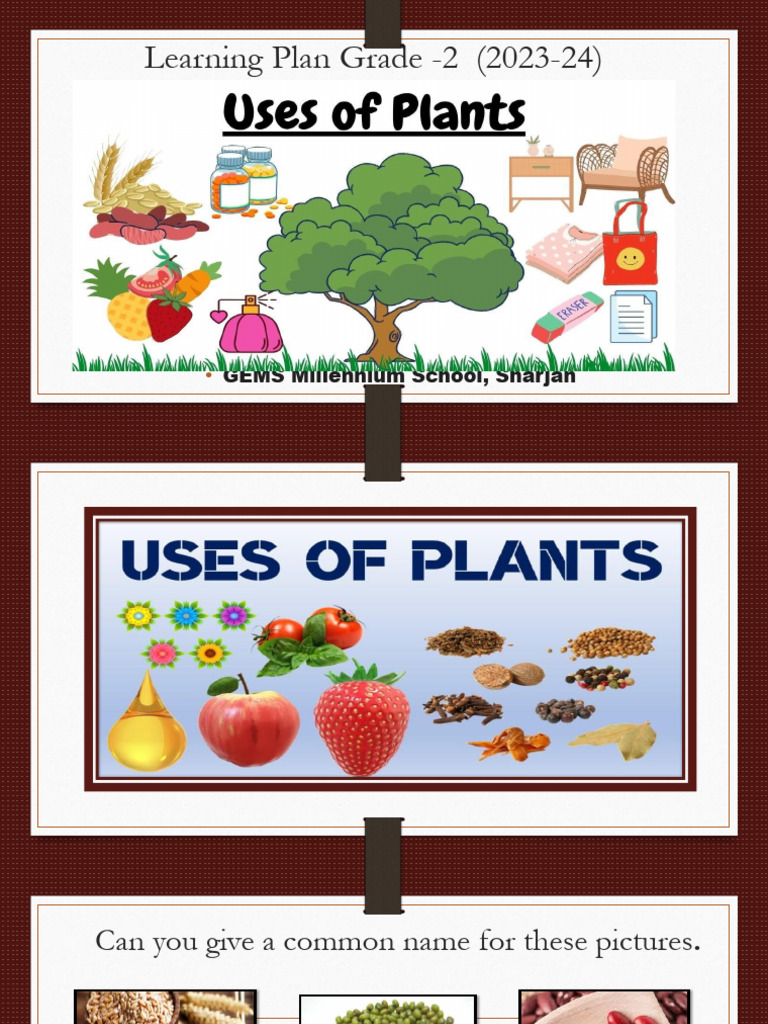 Uses of Plants for Grade 2 Students | PDF