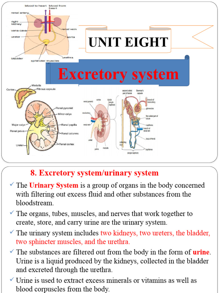 C-8 8. Excratory System | PDF | Kidney | Urinary System