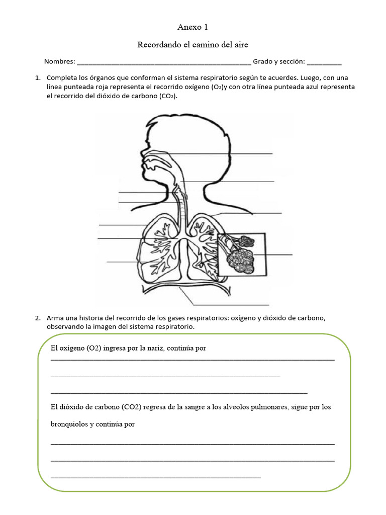 Ficha Sistema Respiratorio | PDF | Sistema respiratorio | Respiración