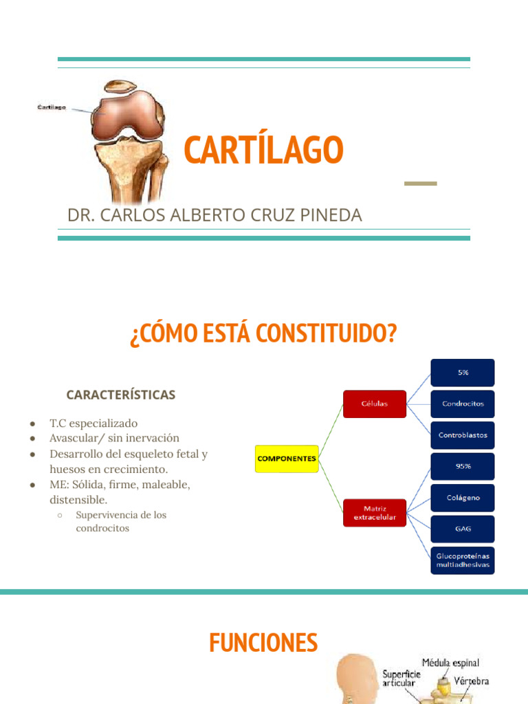 Cartílago y Tráquea | PDF | Cartílago | Epitelio