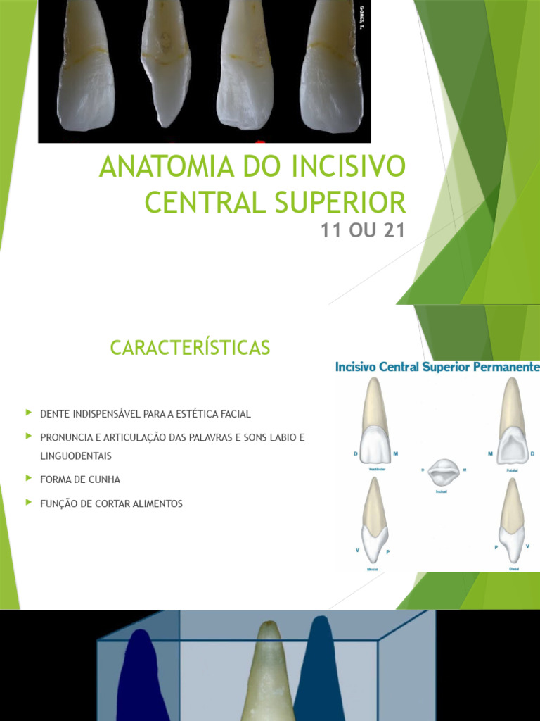 Anatomia do Incisivo Central Superior | PDF
