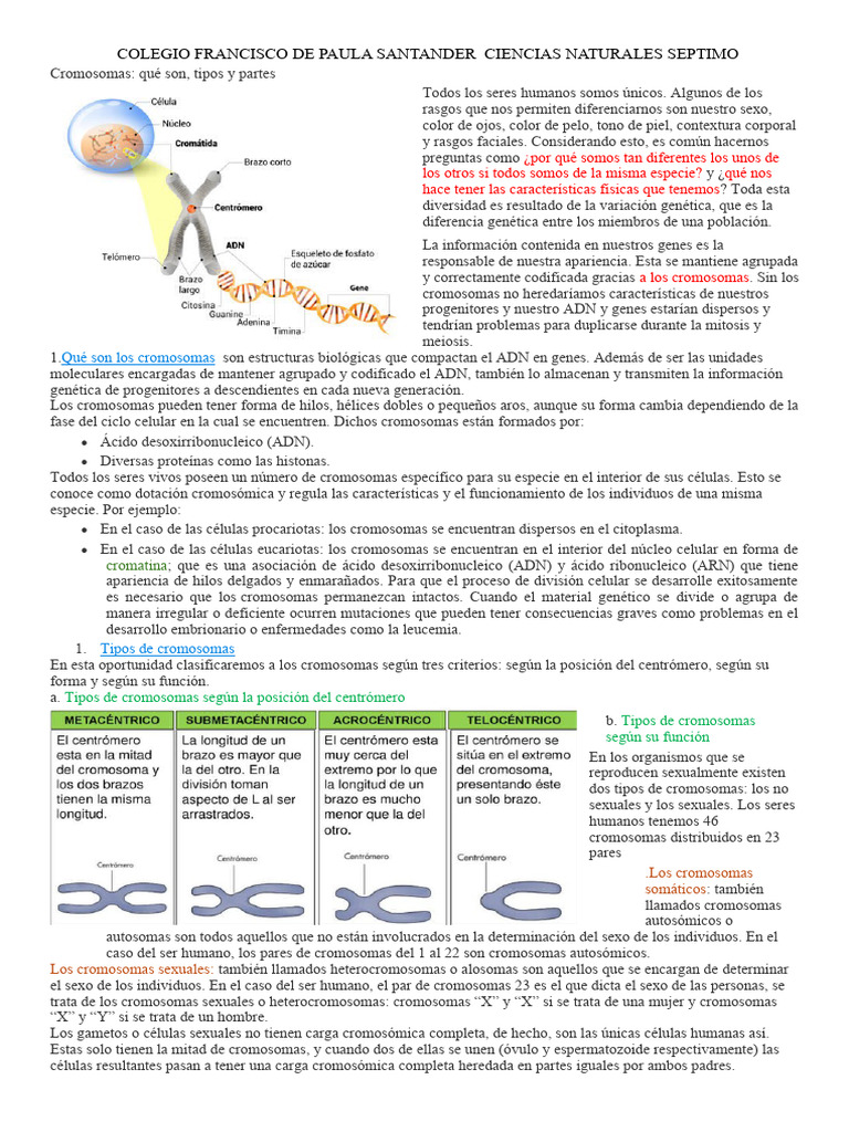 Cromosomas | PDF | Cromosoma | Biología Celular)