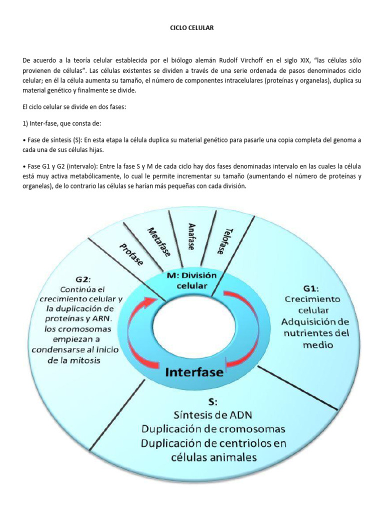 Ciclo Celular: Fases y Proceso de División | PDF | Mitosis | Procesos ...
