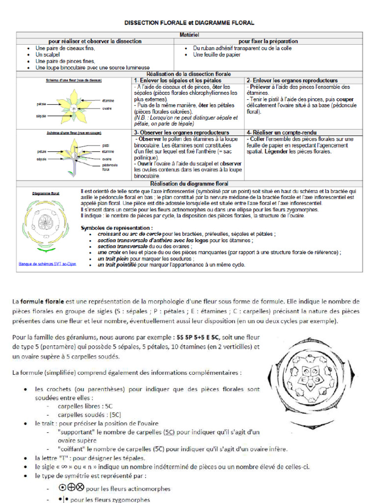 TP Dissection Flrale Et Diagramme Floral | PDF