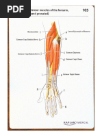 Prime Mover Muscles Guide | PDF | Soft Tissue | Joints