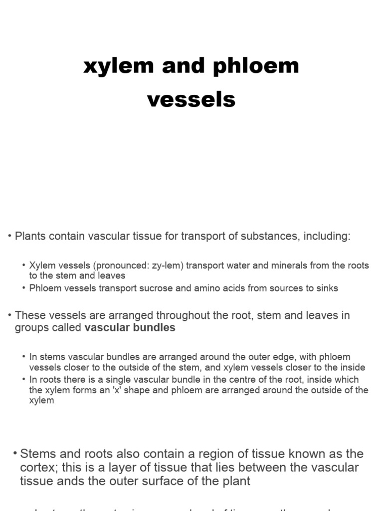 xylem and phloem vessels | PDF