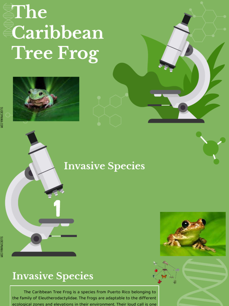 Caribbean Tree Frog | PDF | Frog | Organisms