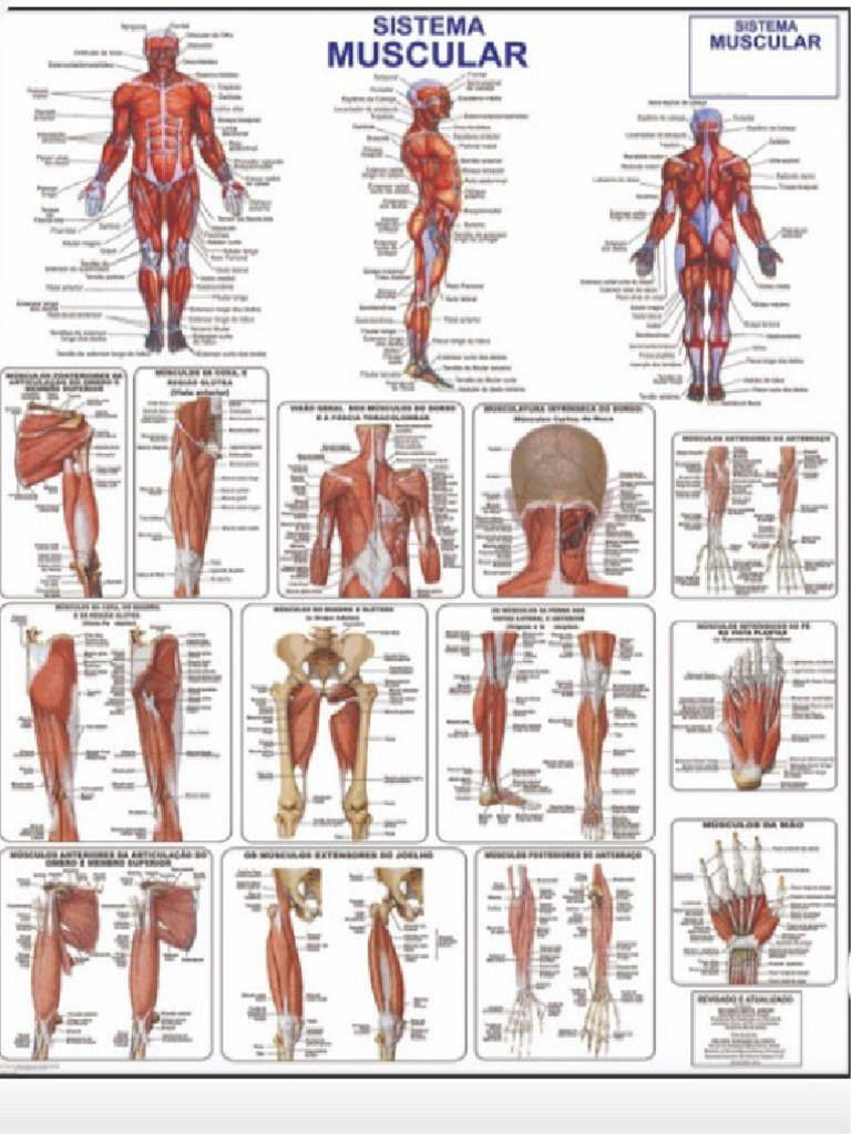 Mapa Do Corpo Humano Sistema Muscular Anatomia 120cm X 90cm | PDF