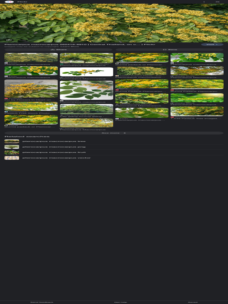 Searchq Pterocarpus+Macrocarpus&Sca Esv 984acc50bffcff5a&rlz 1C9BKJA ...