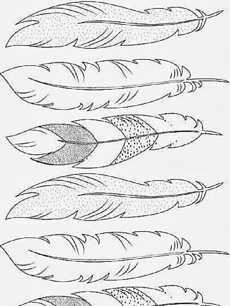 Plumas | PDF