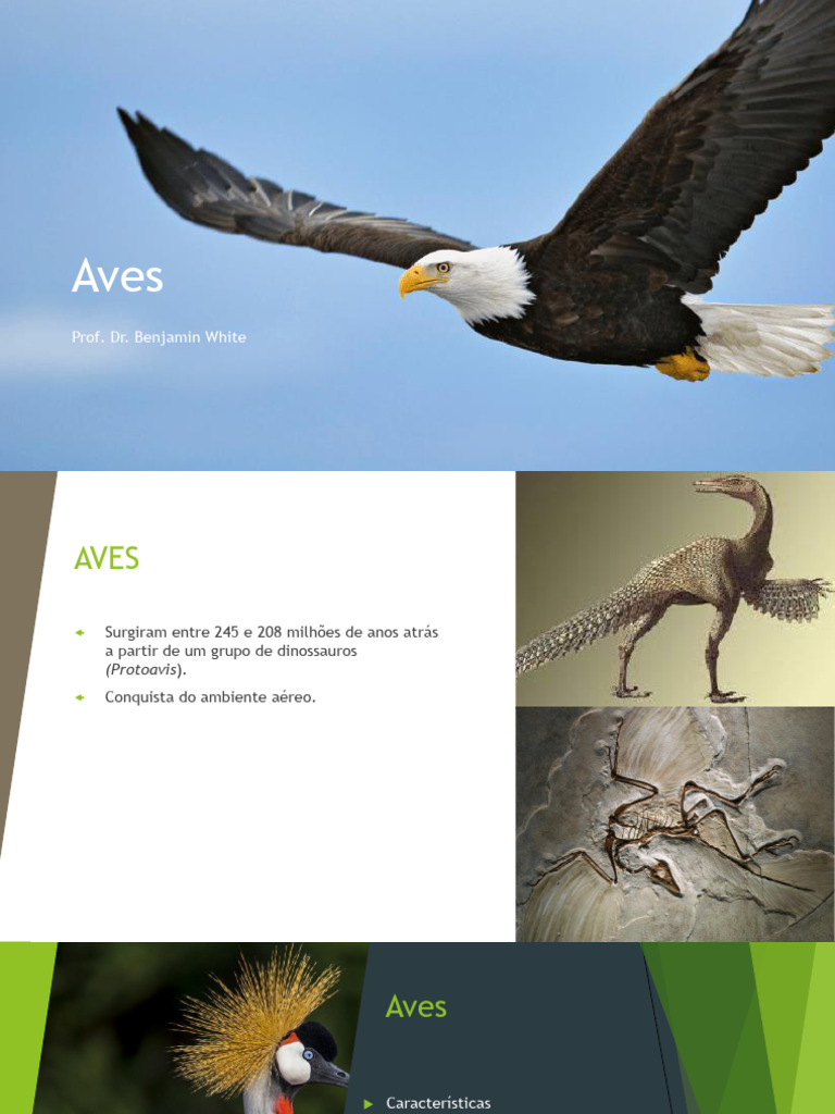 Biologia - Slide Aves | PDF | Aves | Pena (pássaro)
