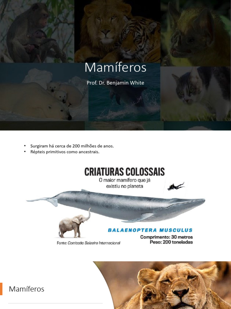 Biologia - Slide Mamíferos | PDF | Mamíferos | Marsupiais