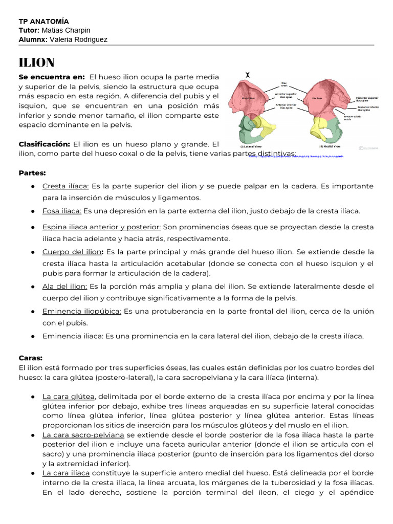 Tp Anatomía Pdf Articulación Pelvis