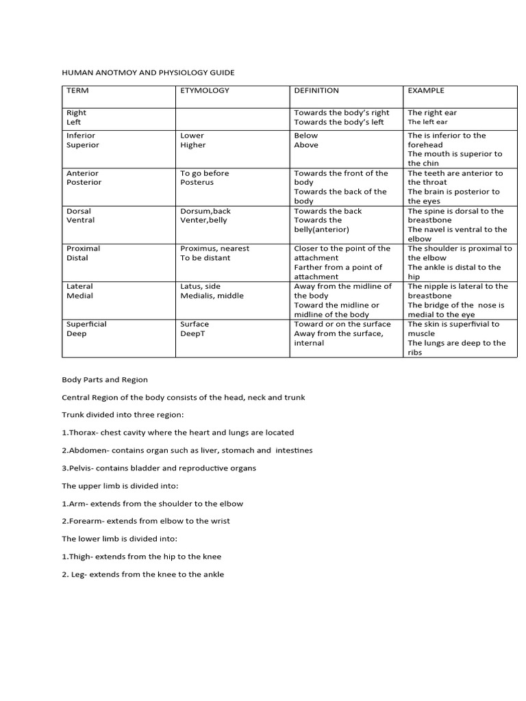 Human Anatomy notes | PDF | Anatomical Terms Of Location | Abdomen