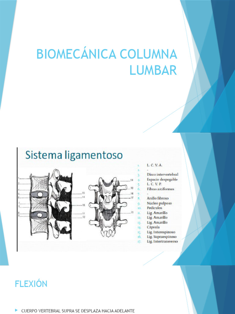 Biomecánica Columna Lumbar | PDF | La columna vertebral | Sistema ...