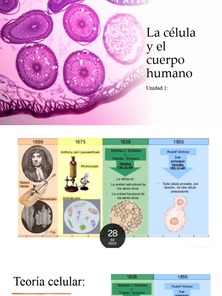 Clase 1 La Célula y El Cuerpo Humano | PDF | Músculo | Epitelio