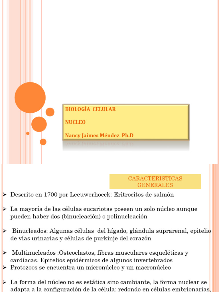 Nucleo, Ciclo Celular y Apoptosis. 2020 | PDF | Nucleo celular | Apoptosis