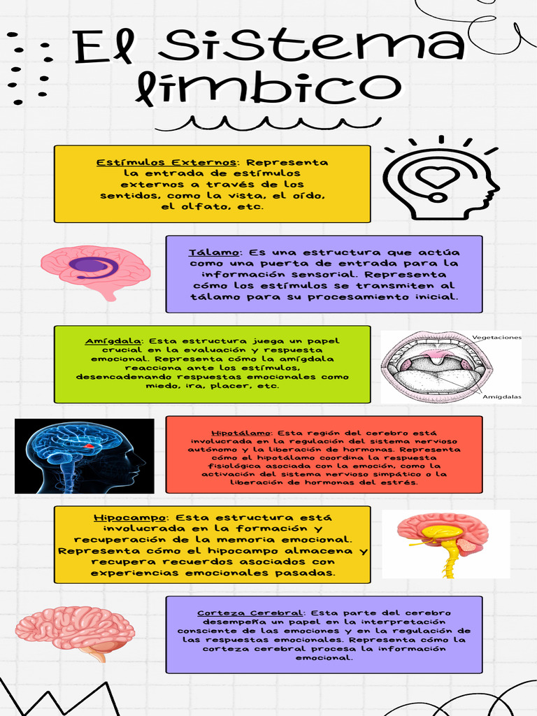 Infografía Sistema Limbico | PDF