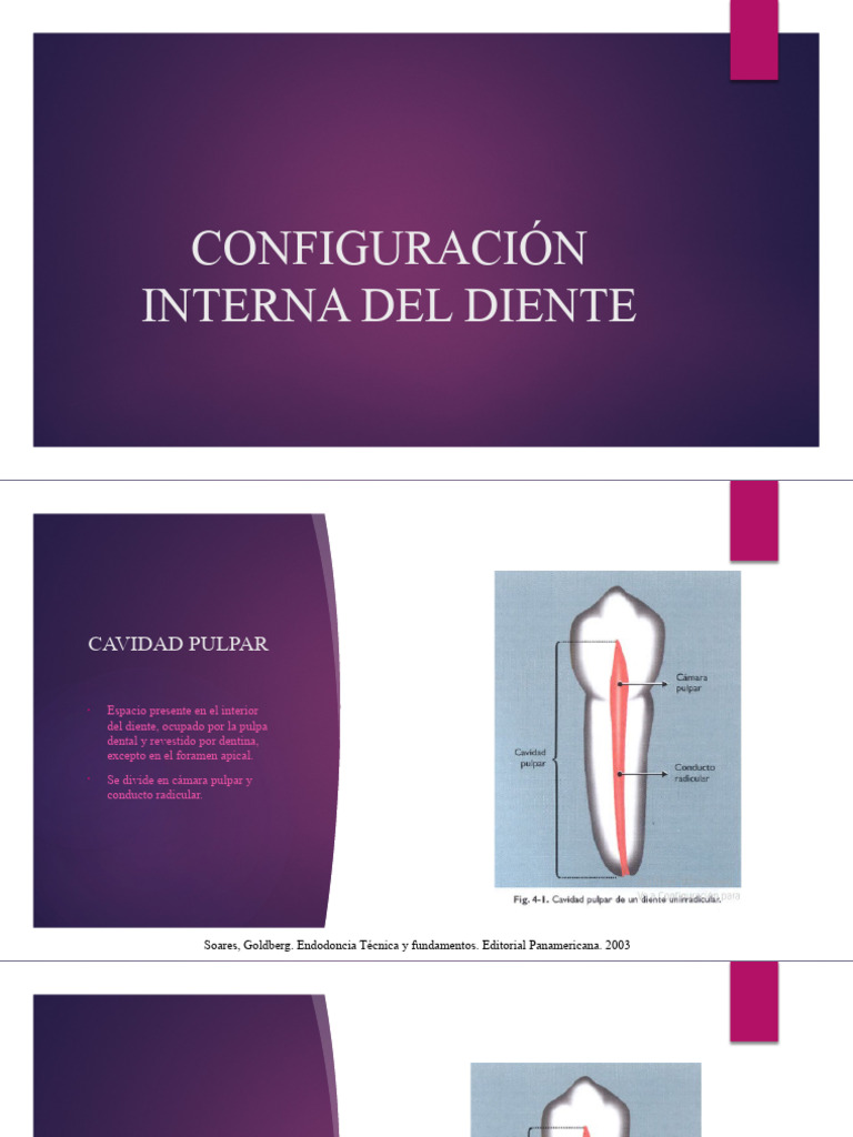 Configuración Interna Del Diente | PDF | Diente | Boca
