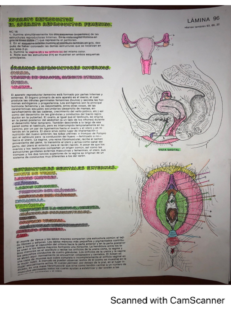 Anatomía Sexual Femenina, Ciclo Menstrua | PDF
