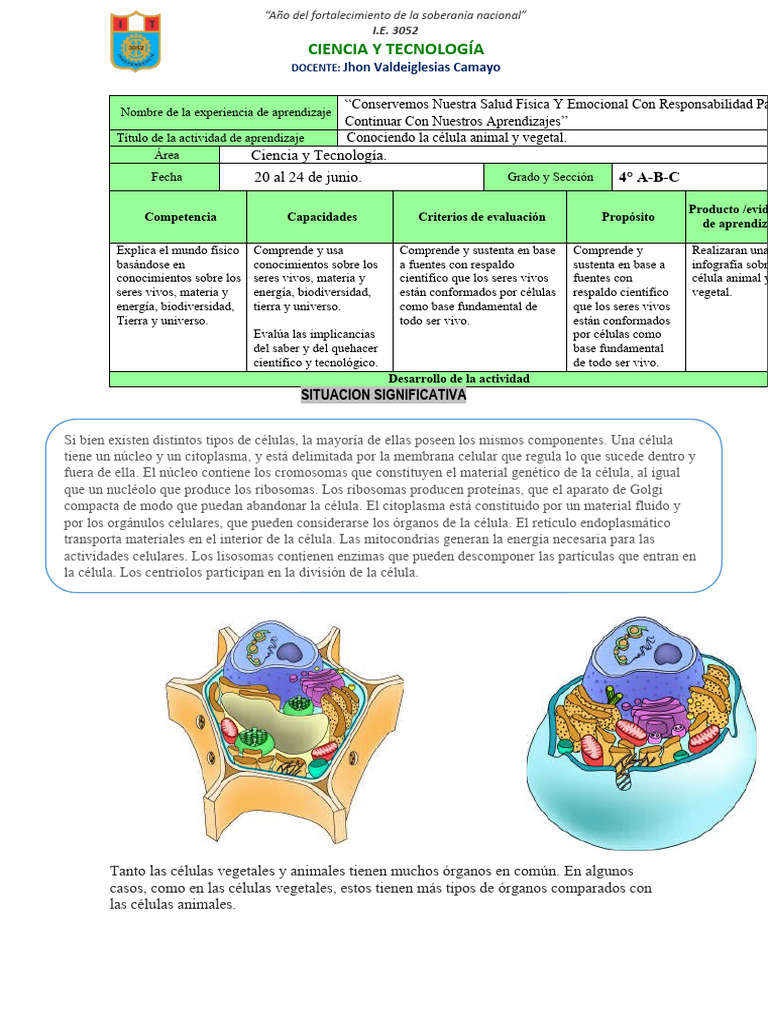Celulas Eucariota y Procariota | PDF | Biología Celular) | Citoplasma