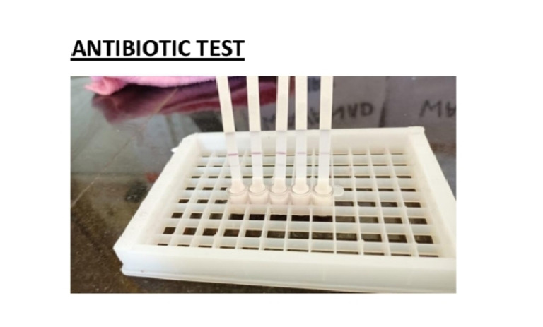 Antibiotic Test | PDF